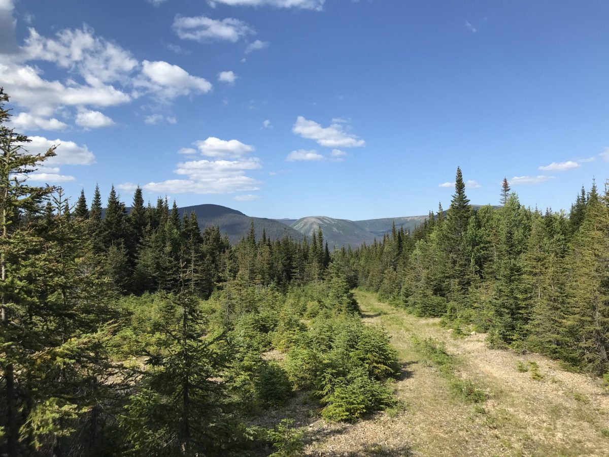 Home - Forest Protection Limited